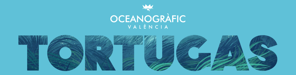 Banner Tortugas Oceanografic – Alicante Al Día